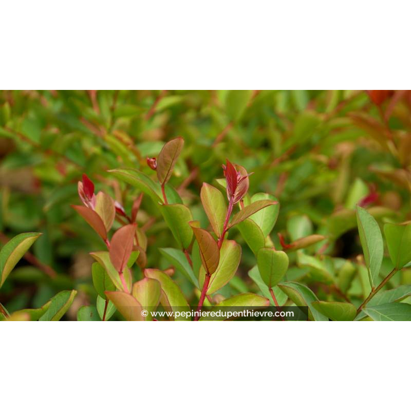 LAGERSTROEMIA indica 'Petit Red', rose rouge - Pépinière du Penthièvre ...