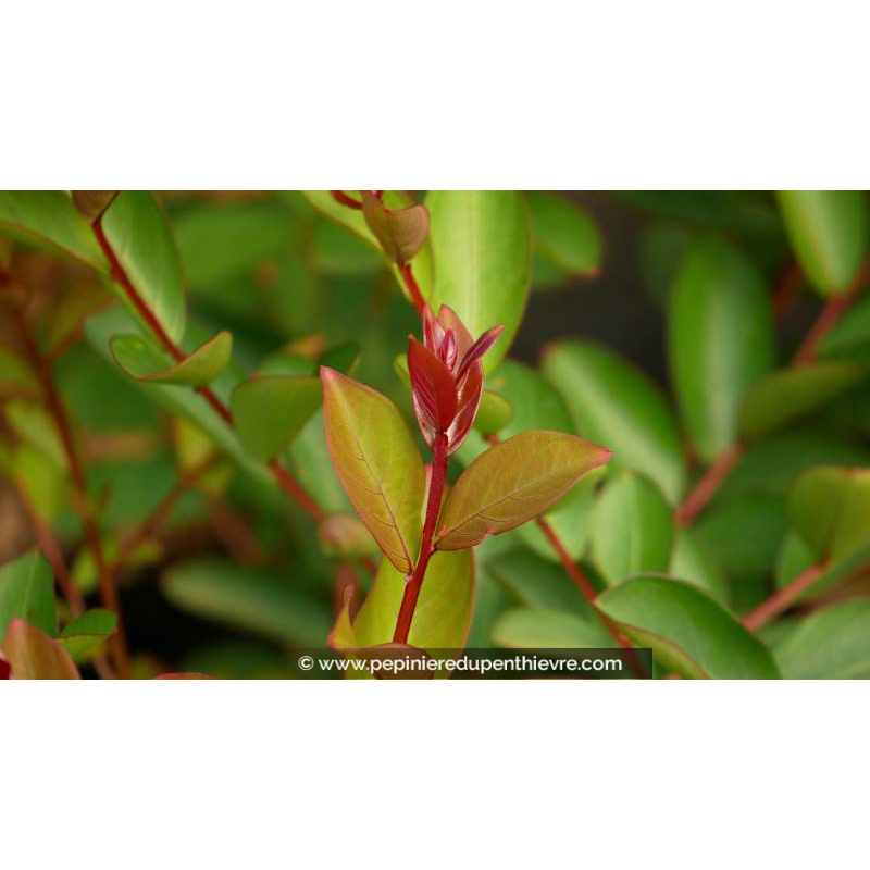 LAGERSTROEMIA indica 'Petit Red', rose rouge - Pépinière du Penthièvre ...