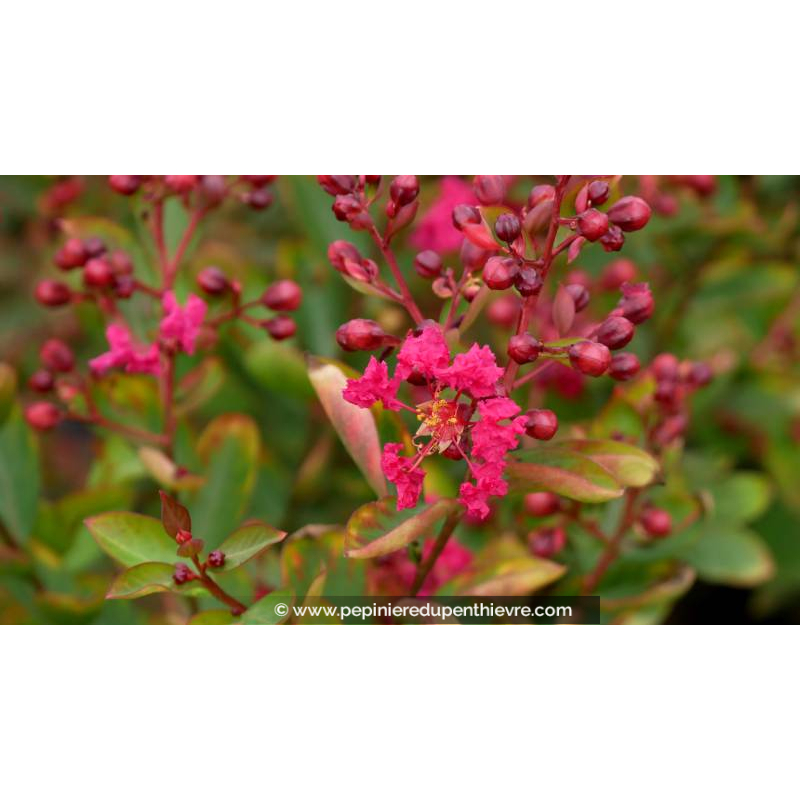 LAGERSTROEMIA indica 'Petit Red', rose rouge - Pépinière du Penthièvre ...