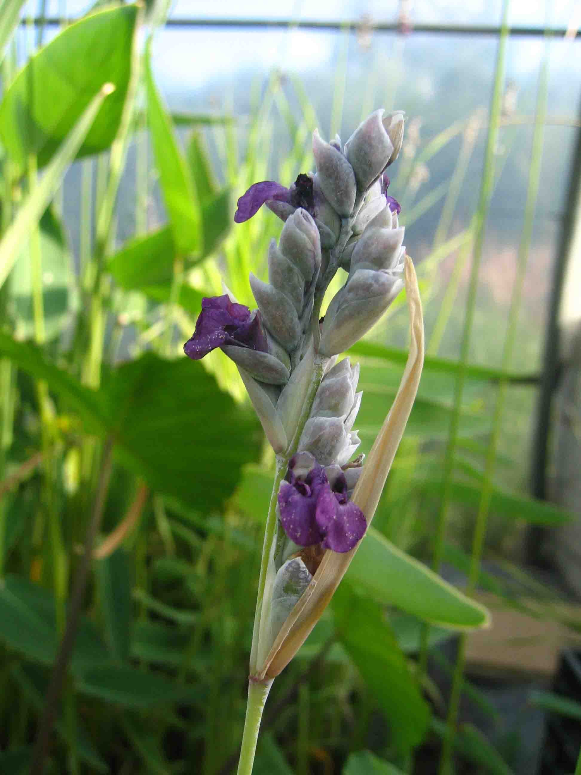 THALIA dealbata, thalie blanchâtre, aquatique - Pépinière du Penthièvre