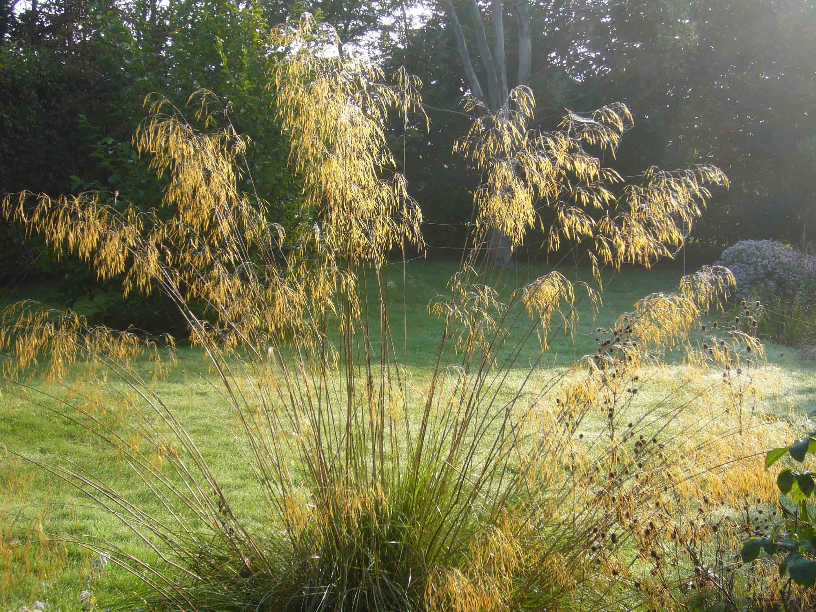 STIPA gigantea, stipe géante, pourpre et doré -Pépinière du Penthièvre