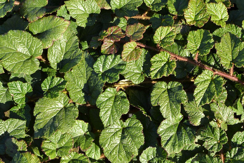 RUBUS 'Betty Ashburner', Ronce d'ornement - Pépinière du Penthièvre