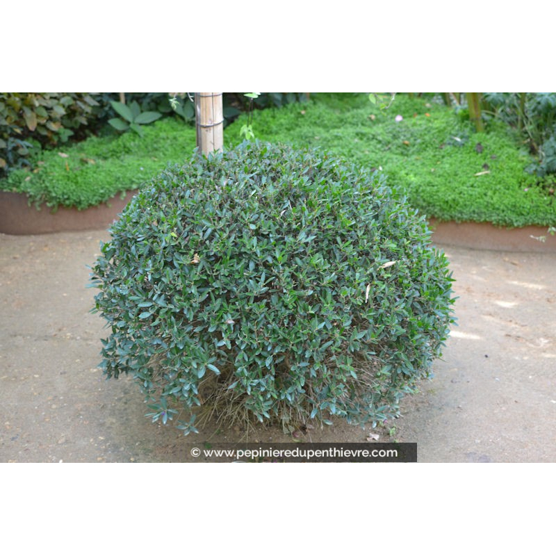 Filaire, PHILLYREA angustifolia, persistant - Pépinière du Penthièvre ...