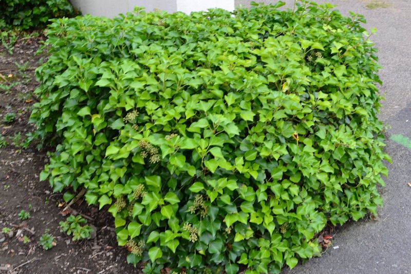 HEDERA helix 'Arborescens', persistant, jaune - Pépinière du Penthièvre