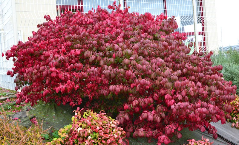 Fusain ailé nain 'Compactus', EUONYMUS alatus - Pépinière du Penthièvre