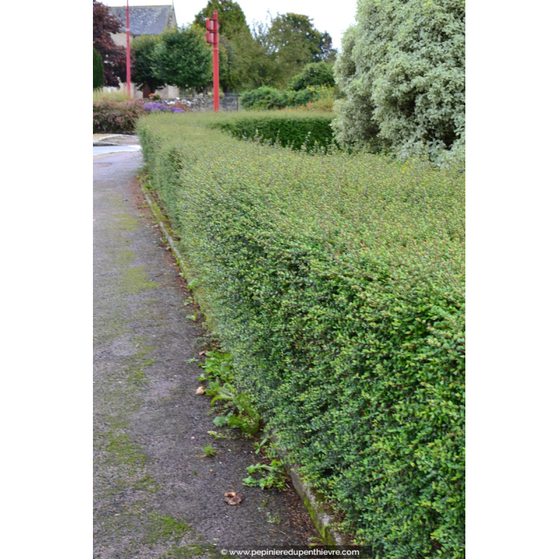 LONICERA nitida, haie basse, brillante, dense -Pépinière du Penthièvre ...