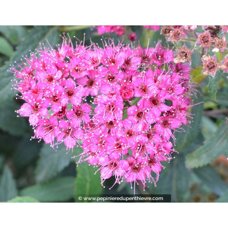 Spirée 'Anthony Waterer', SPIRAEA, caduc, rose - Pépinière du ...