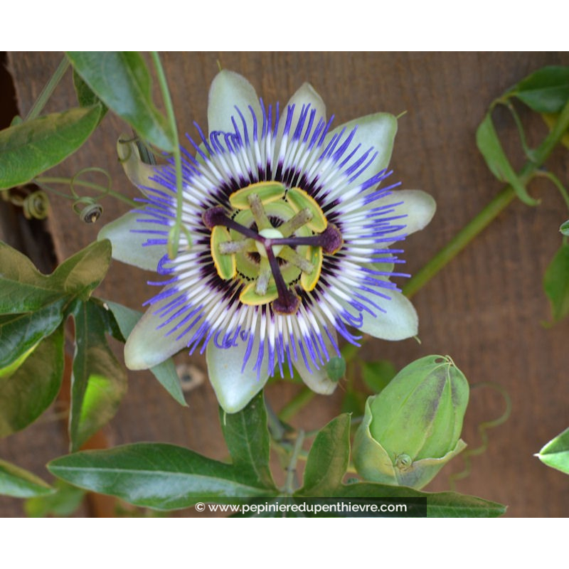 PASSIFLORA caerulea, Passiflore bleue, exotique - Pépinière du ...
