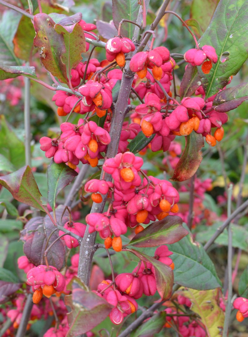 EUONYMUS 'Red Cascade', fusain Europe, rouge - Pépinière du Penthièvre