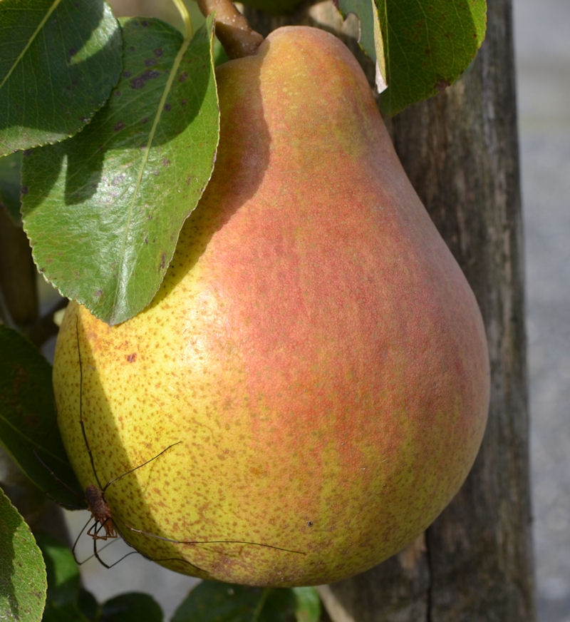 POIRIER 'Doyenné du Comice' PYRUS communis - La Pépinière du Penthièvre
