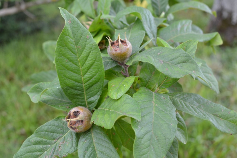 Néflier commun, MESPILUS germanica, fruit brun - Pépinière du Penthièvre