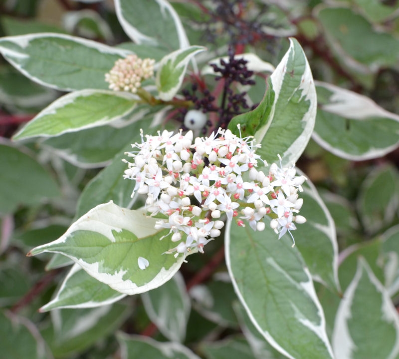 Cornus alba 'Elegantissima', feuillage panaché-Pépinière du Penthièvre