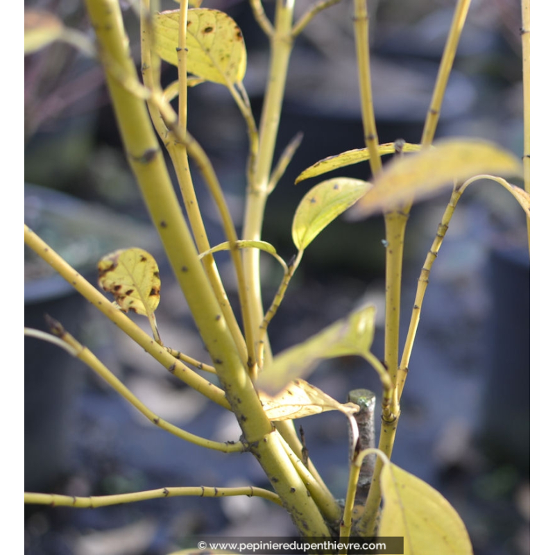 CORNUS sericea 'Flaviramea', Cornouiller bois jaune - Pépinière du ...