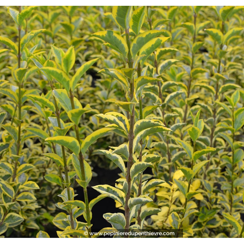 LIGUSTRUM ovalifolium 'Aureum' ou Troène doré - Pépinière du Penthièvre ...