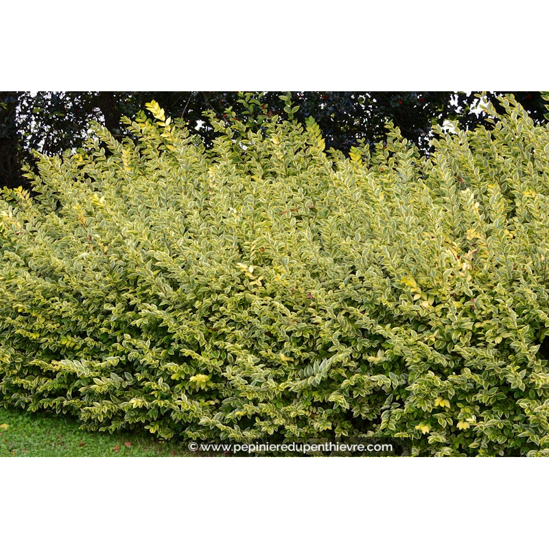 LIGUSTRUM ovalifolium 'Aureum' ou Troène doré - Pépinière du Penthièvre ...