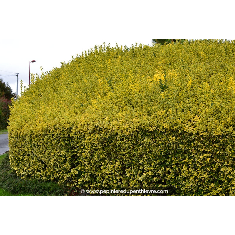 LIGUSTRUM ovalifolium 'Aureum' ou Troène doré - Pépinière du Penthièvre ...