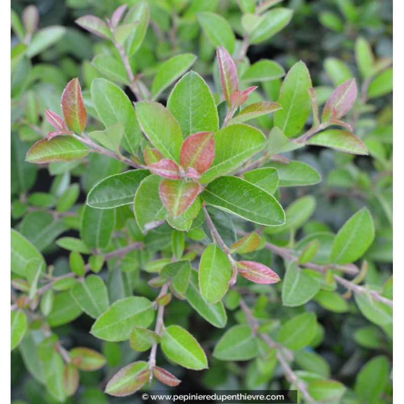 PYRACANTHA Saphyr ® Rouge, haie fructifère - Pépinière du Penthièvre ...