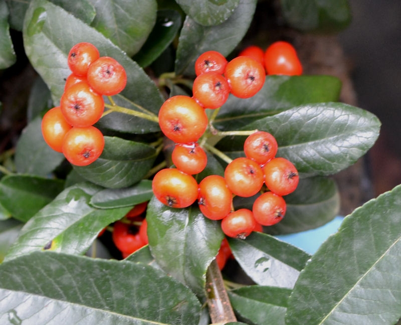 PYRACANTHA Saphyr ® Rouge, haie fructifère - Pépinière du Penthièvre