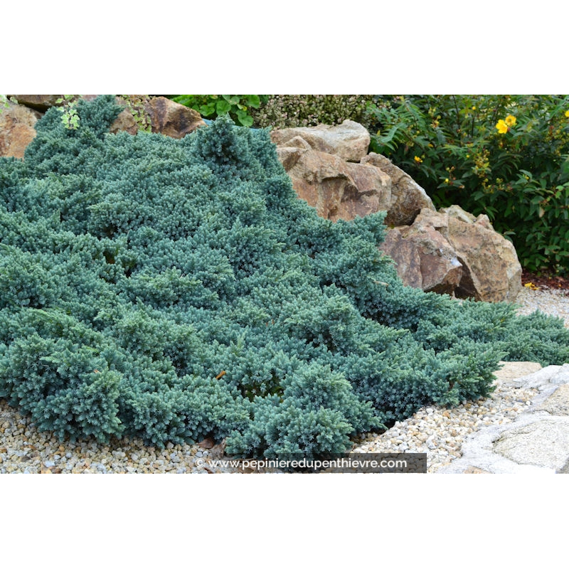 JUNIPERUS squamata 'Blue Star', conifère nain - Pépinière du Penthièvre ...