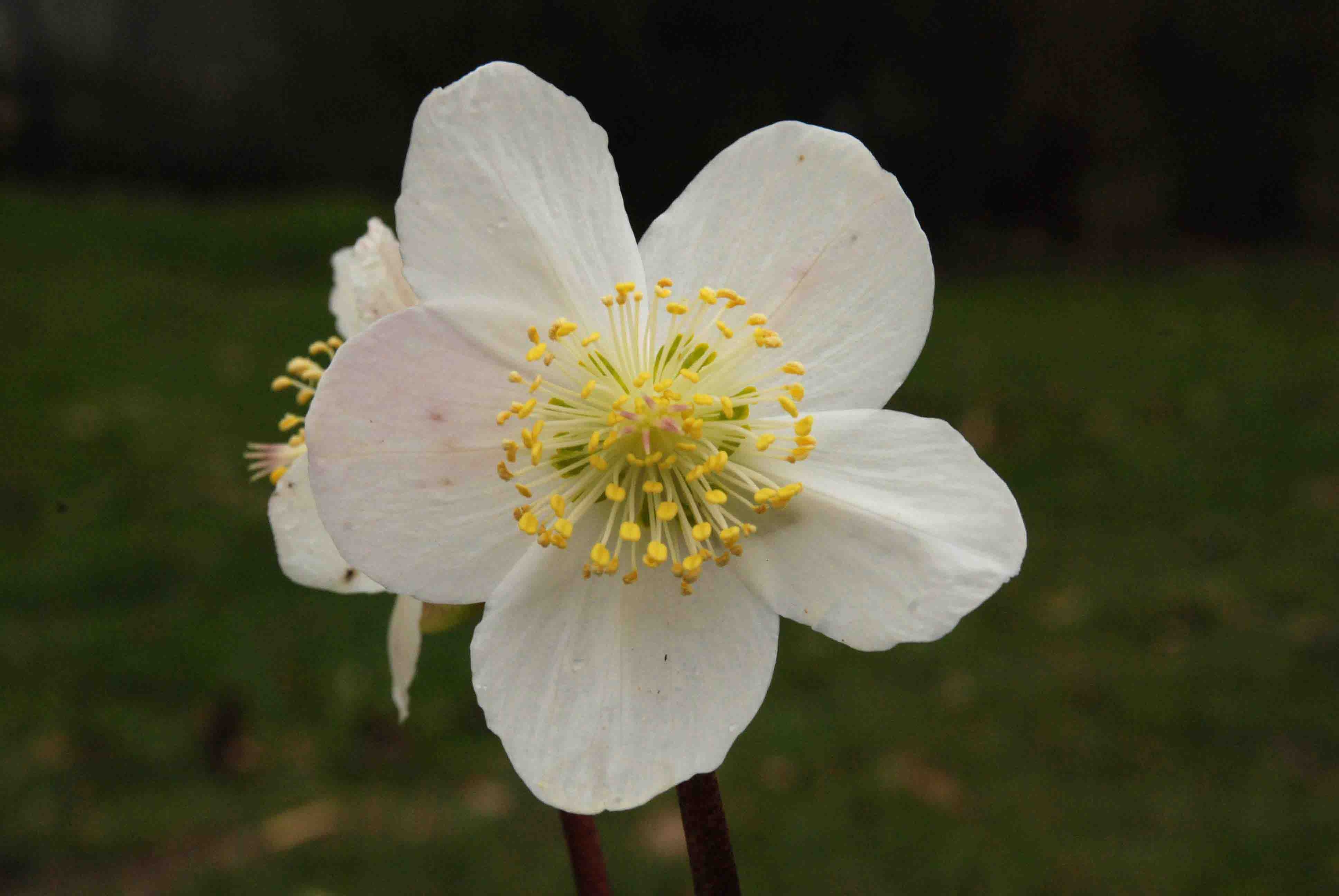 Helleborus niger, Rose de noël, persistante - Pépinière du Penthièvre