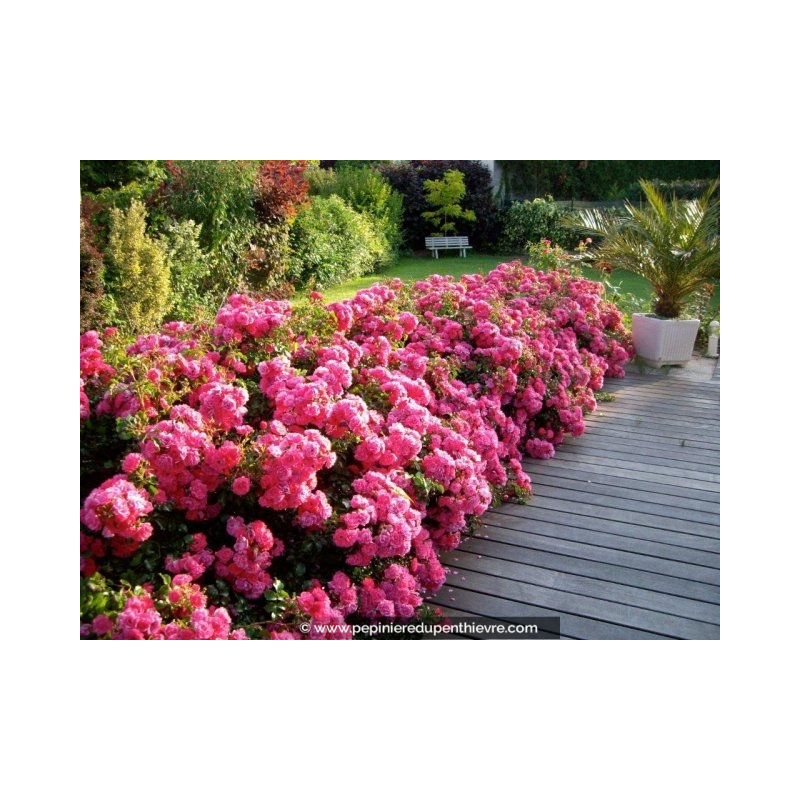 ROSIER DECOROSIERS® 'Emera' rose fuchsia intense - Pépinière du ...