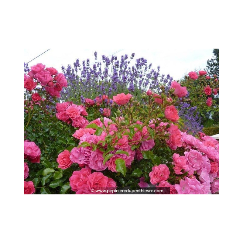 ROSIER DECOROSIERS® 'Emera' rose fuchsia intense - Pépinière du ...