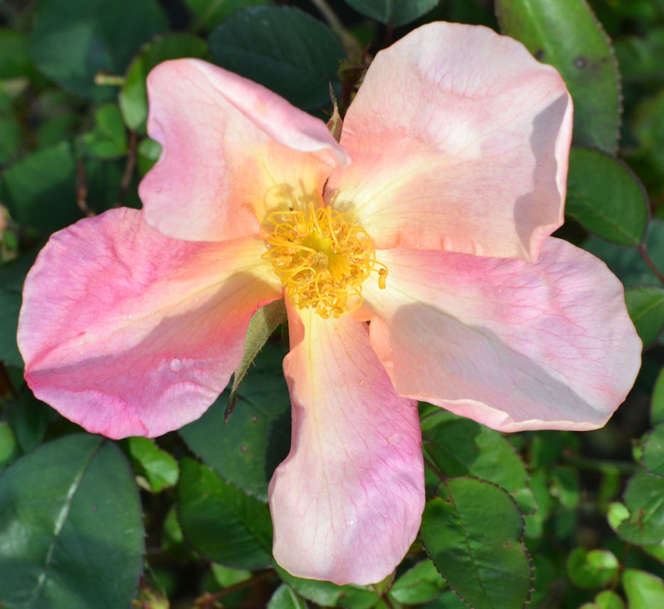 ROSA mutabilis, Rosier arbustif multicolore - Pépinière du Penthièvre