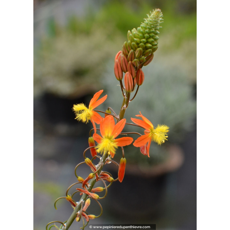 BULBINE frutescens 'Hallmark', orange, vivace - Pépinière du Penthièvre ...