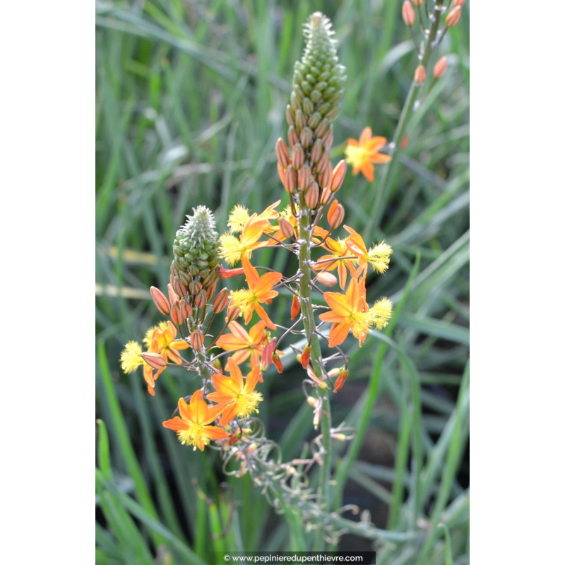 BULBINE frutescens 'Hallmark', orange, vivace - Pépinière du Penthièvre ...