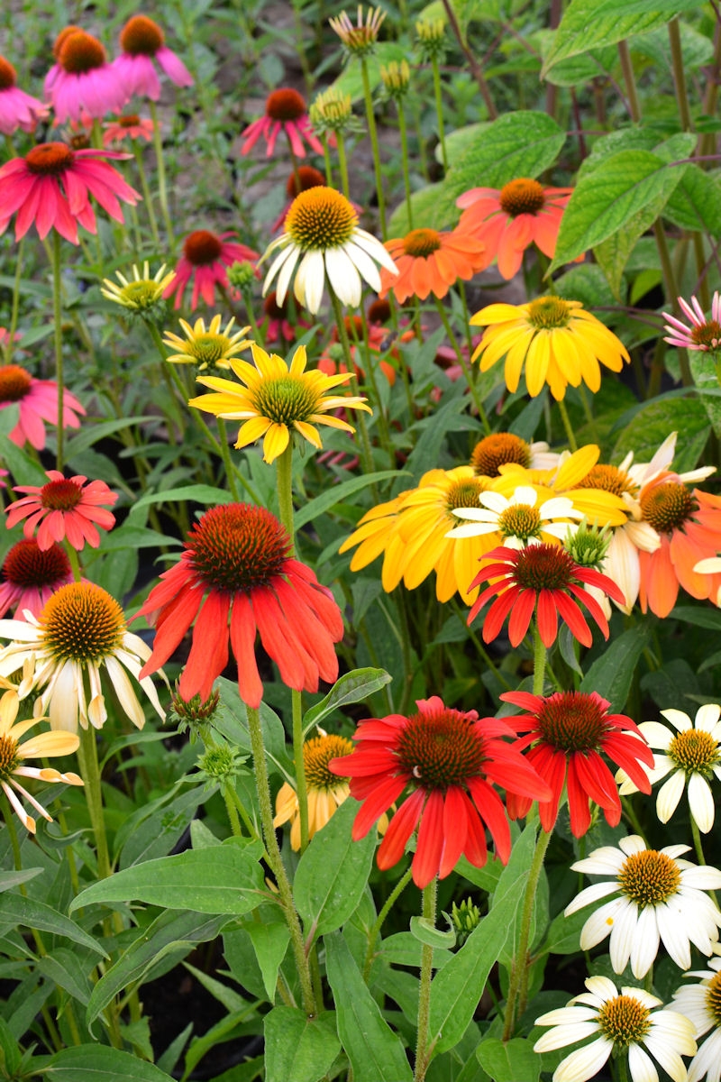 Echinacée 'Cheyenne Spirit', Echinacea, caduc -Pépinière du Penthièvre
