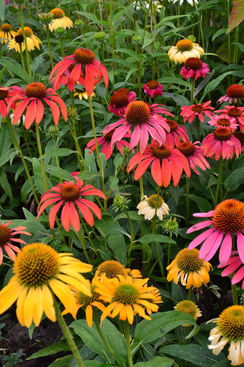 Echinacée 'Cheyenne Spirit', Echinacea, caduc -Pépinière du Penthièvre