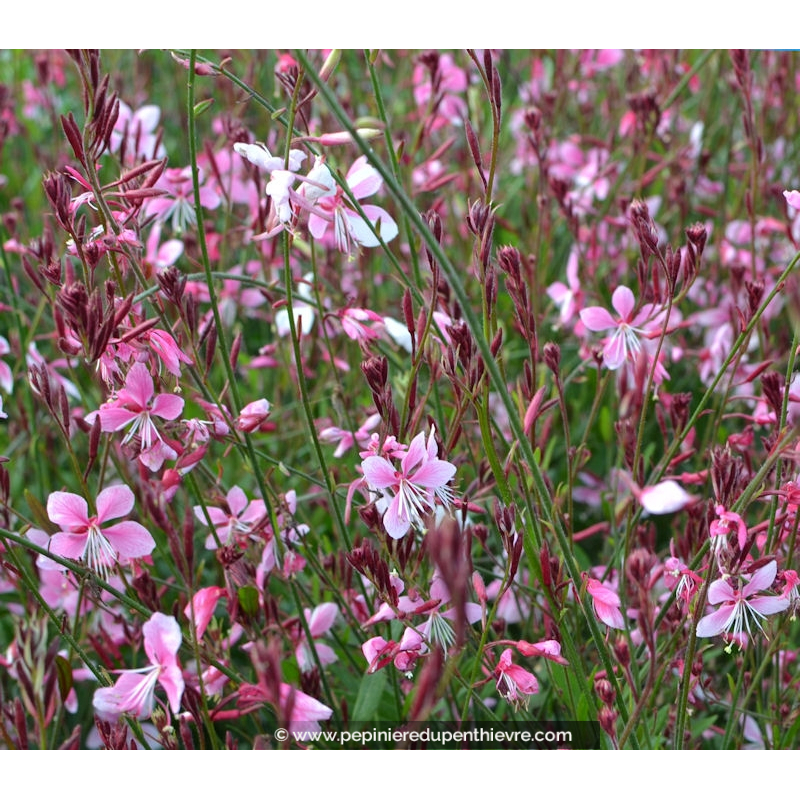 GAURA lindheimeri 'Siskiyou Pink', Gaure rose - Pépinière du Penthièvre ...