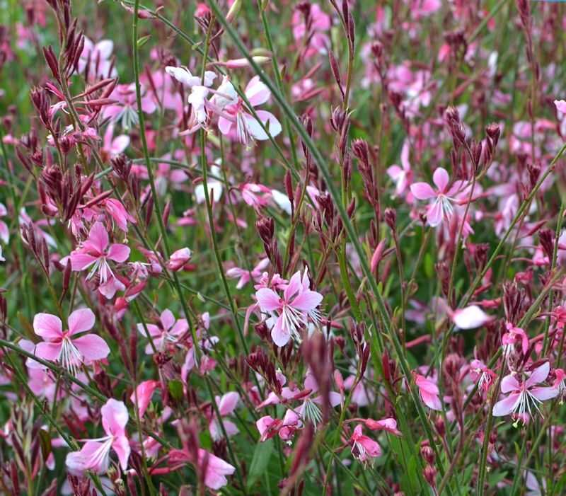 Gaura 'Siskiyou Pink', Gaura, rose, caduc - Pépinière du Penthièvre