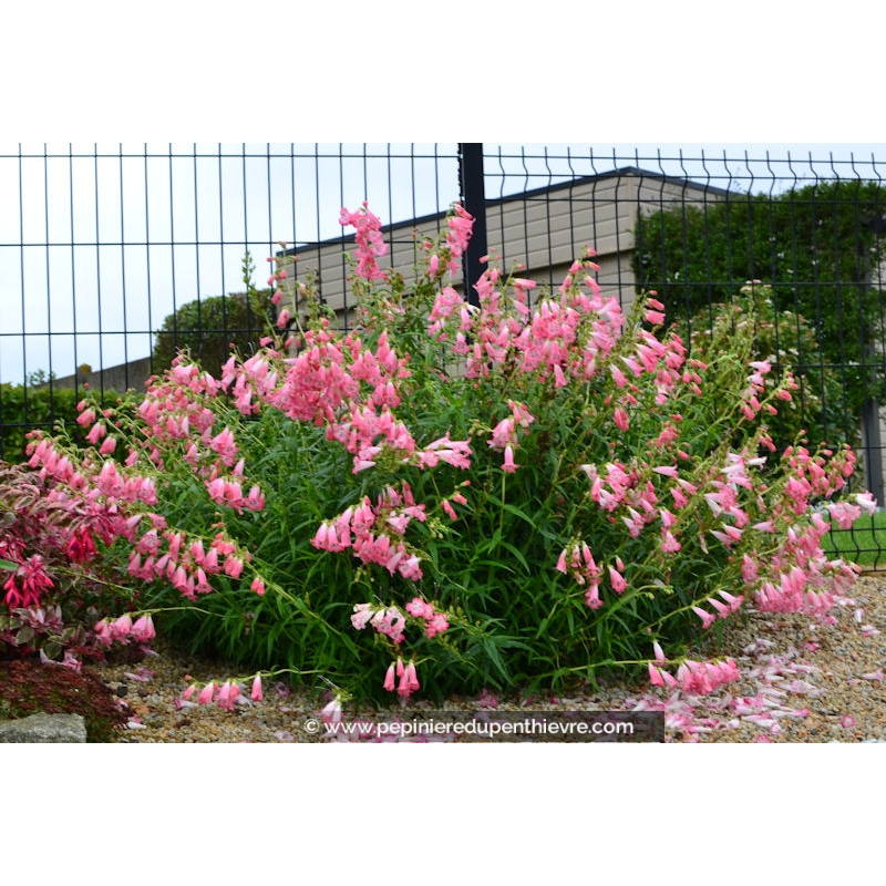Galane 'Souvenir d'Adrien Régnier', PENSTEMON - Pépinière du Penthièvre ...