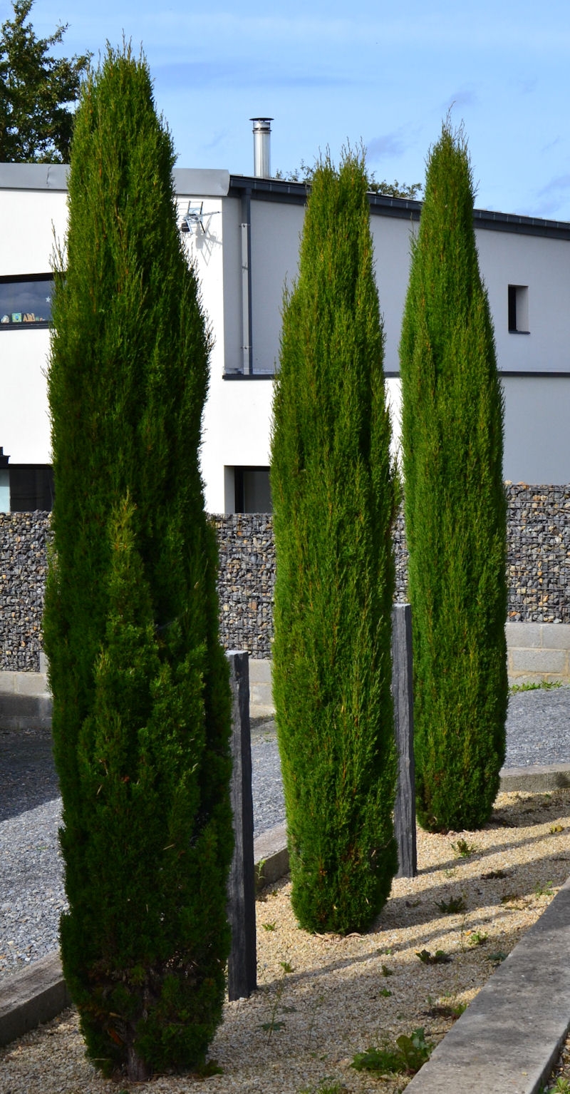 Italian Cypress Cupressus Sempervirens Pyramidalis