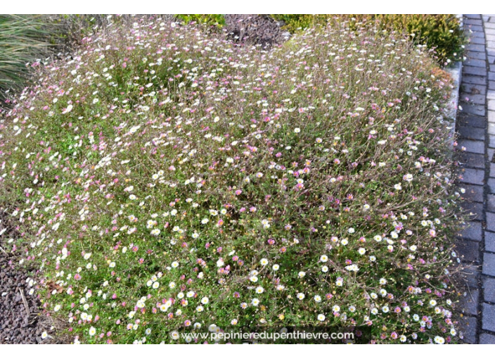 Vergerette, ERIGERON karvinskianus, blanc-rose - Pépinière du ...