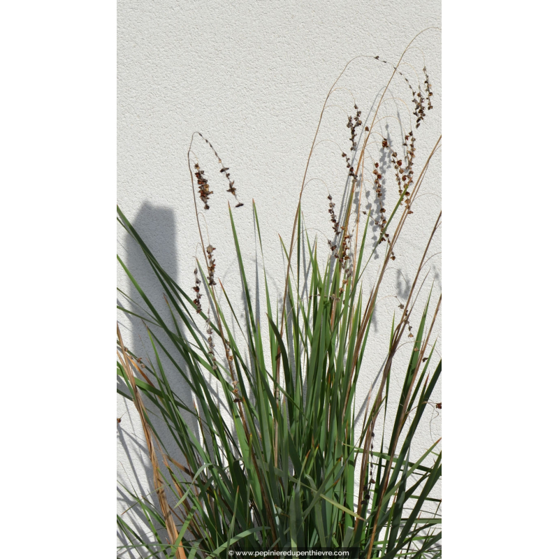 Canne à pêche des anges, DIERAMA, caduc, rose - Pépinière du Penthièvre ...