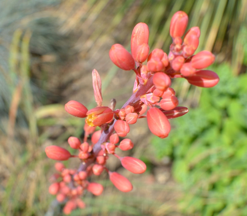 HESPERALOE parviflora, Yucca rouge, Hesperaloe-Pépinière du Penthièvre