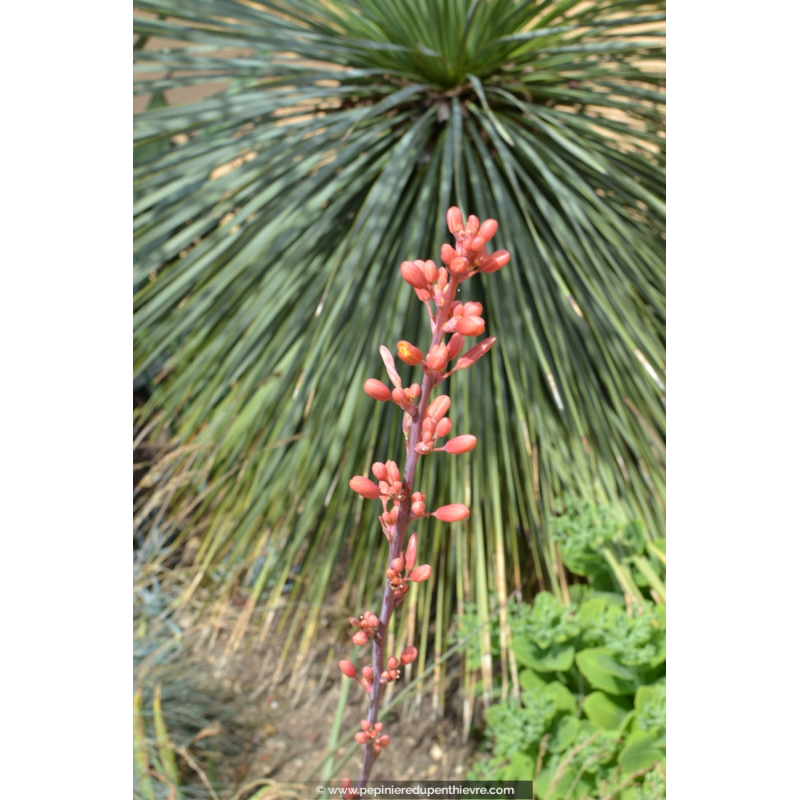 HESPERALOE parviflora, yucca rouge, Hesperaloe-Pépinière du Penthièvre ...