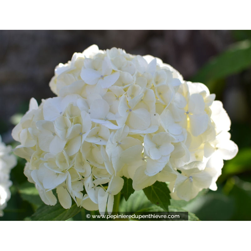 Hortensia 'Soeur thérèse', Hydrangea, blanc - Pépinière du Penthièvre ...