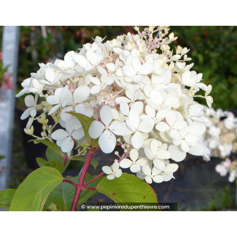 Hortensia paniculé 'Phantom', HYDRANGEA, caduc - Pépinière du ...