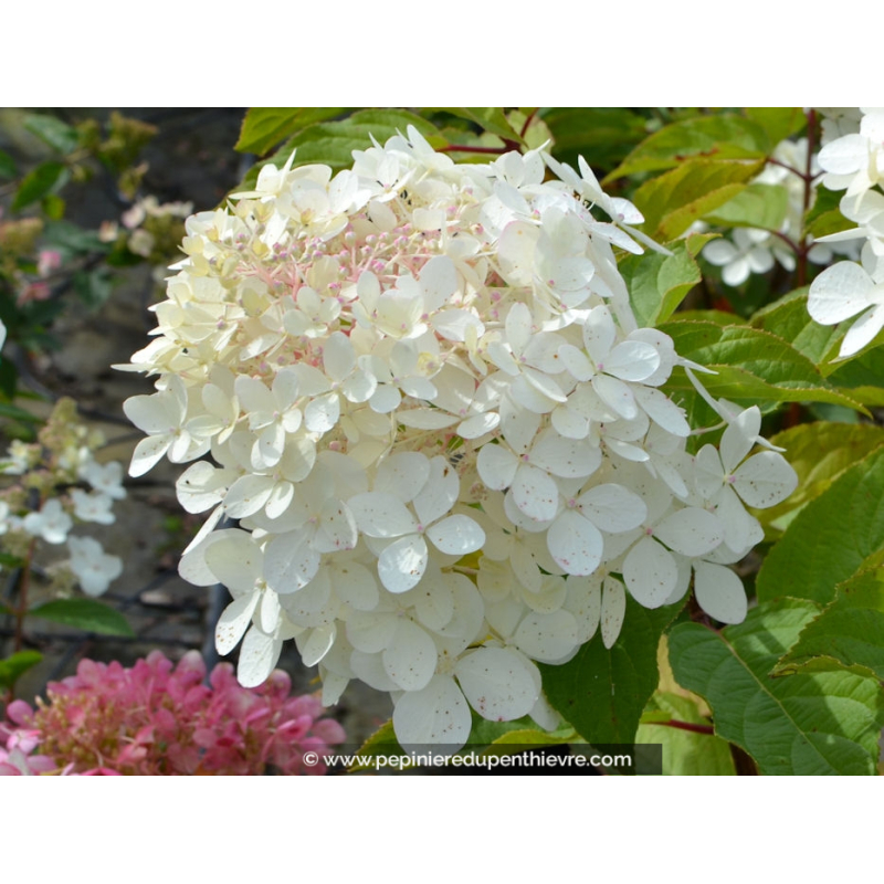 Hortensia paniculé 'Phantom', HYDRANGEA, caduc - Pépinière du ...