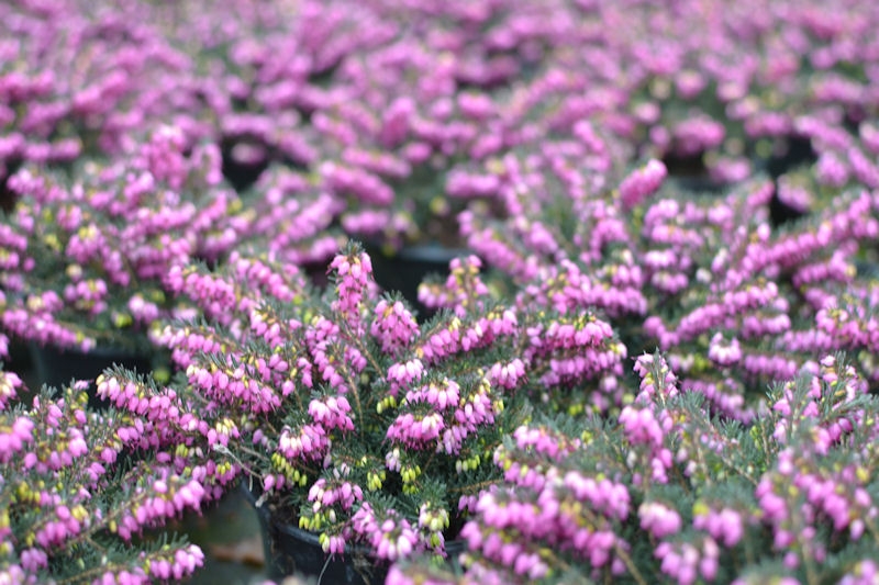 Bruyère d'hiver 'Kramer's rote',Erica,rose vif-Pépinière du Penthièvre