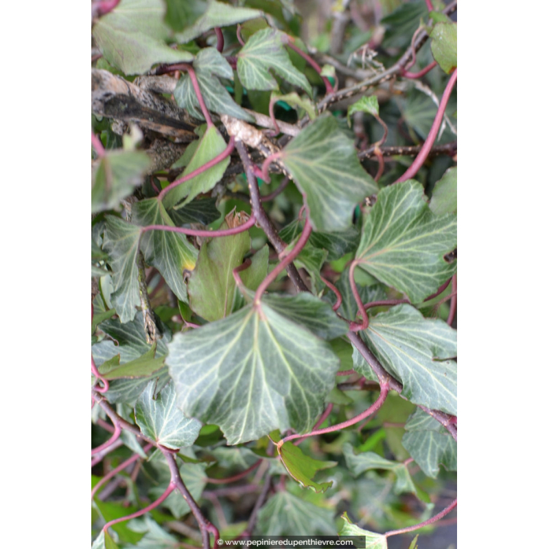 HEDERA ‘Green Ripple’ , lierre commun rampant - Pépinière du Penthièvre ...