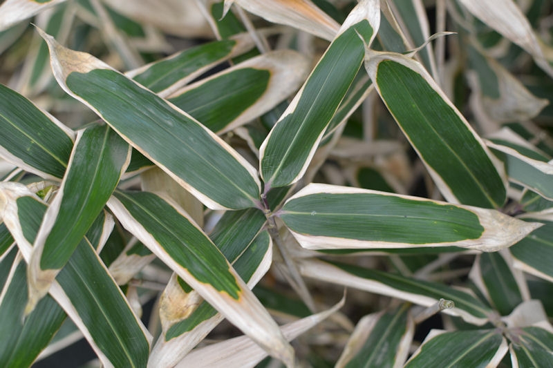 SASA veitchii, Bambou nain persistant, marginé-Pépinière du Penthièvre