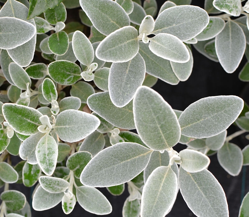 SENECIO greyi, lumineux, persistant, jaune - Pépinière du Penthièvre