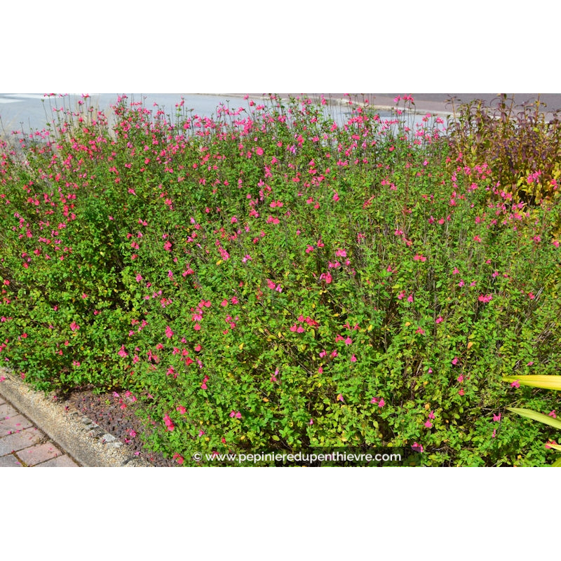 SALVIA grahamii, sauge de Graham, rouge magenta - Pépinière du ...