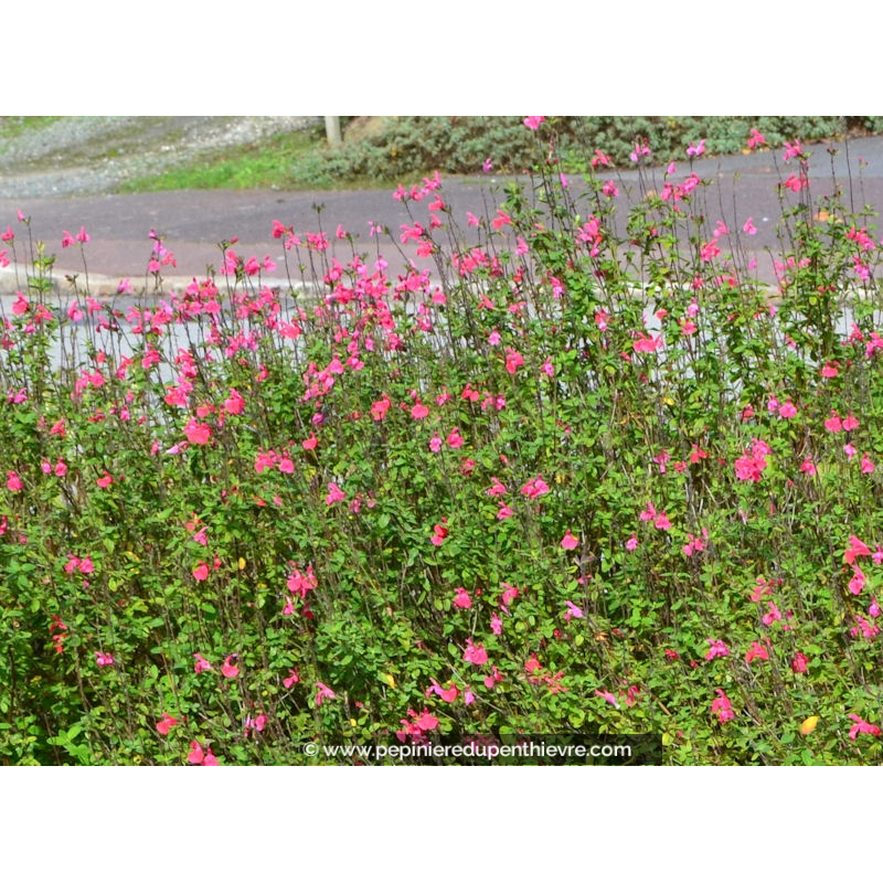 SALVIA grahamii, sauge de Graham, rouge magenta - Pépinière du ...
