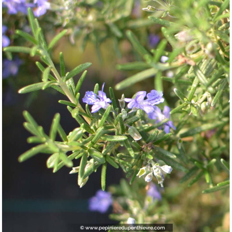 ROSMARINUS officinalis 'Pointe du Raz', violet - Pépinière du ...