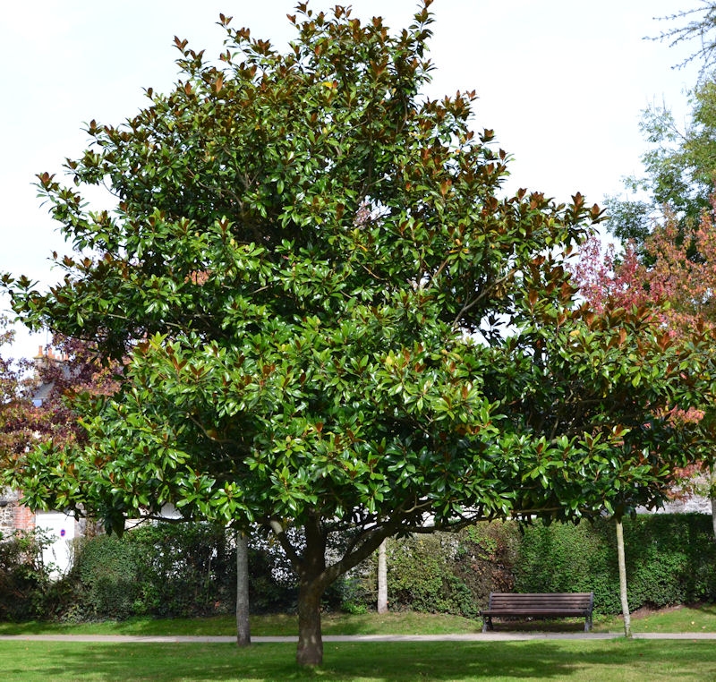 Magnolia grandiflora Galissoniensis persistant Pépinière du Penthièvre